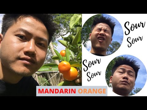 Mandarin Orange | Too Sour, Too Good - YouTube