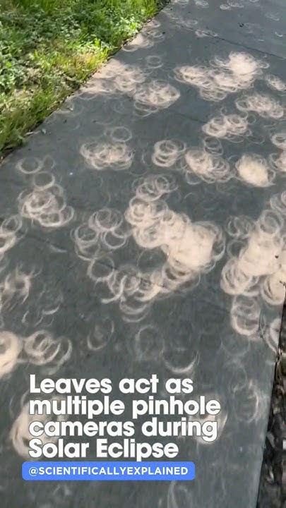 Leaves on trees acting as multiple pinhole cameras during Solar Eclipse ...