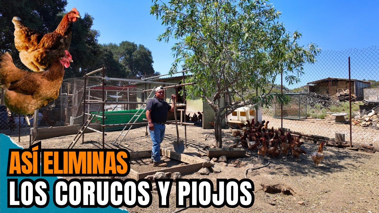 20 Años criando gallinas | Así elimina los CORUCOS | Consejos efectivos ...