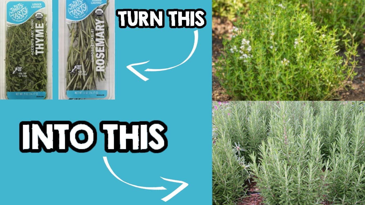 Turn Cheap Grocery Store Herbs Into Multiple Plants | Budget Herb ...
