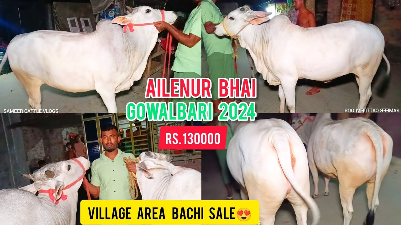 AILENUR BHAI GOWALBARI BAMUNIA PAGLA PARA SALE CONTACT 9907683418 ...