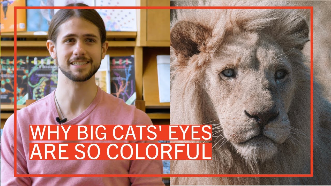 Why Big Cats' Eyes Are So Colorful - YouTube