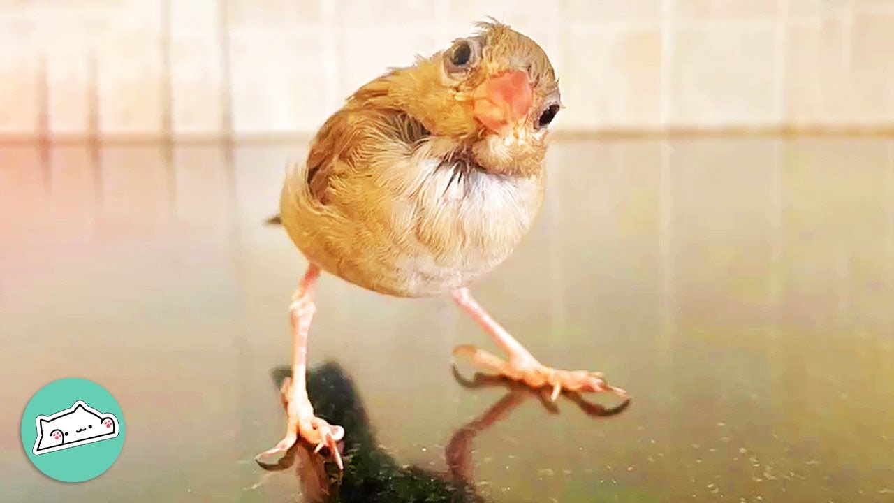 Woman Rescued Abandoned Bird. She Would Not Be Alone No More | Cuddle ...