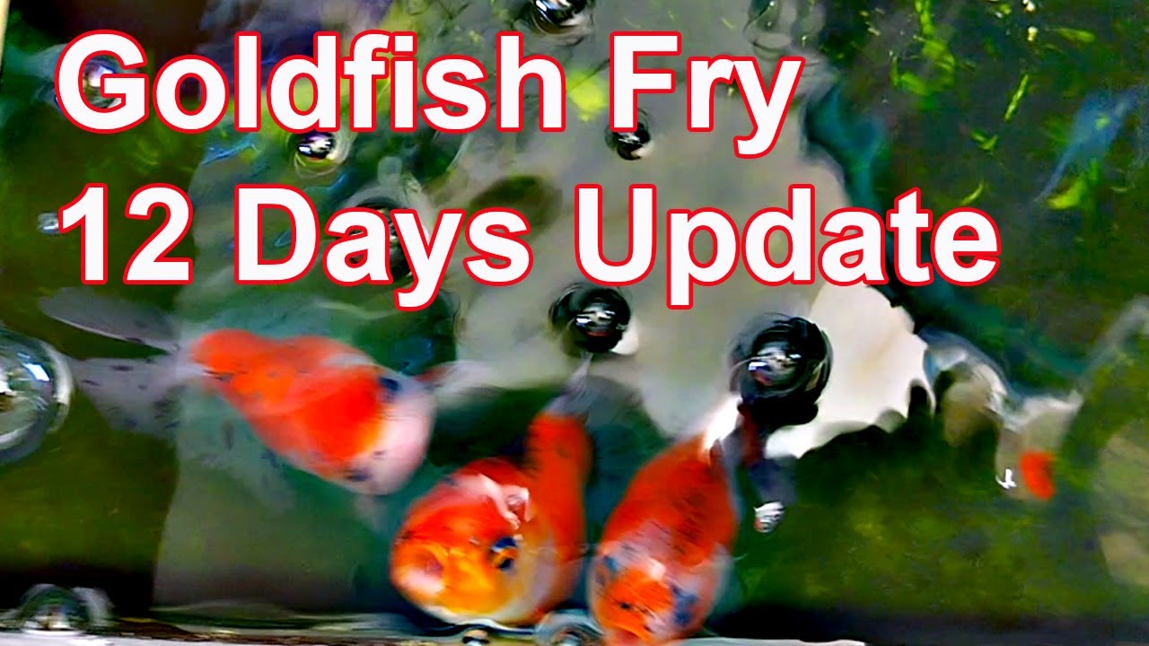 Goldfish Fry 12 Days old update - YouTube