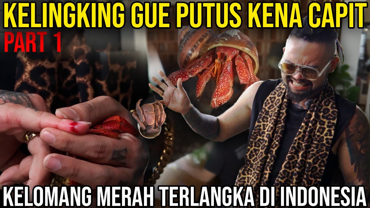 KELINGKING GUE PUTUS KENA CAPIT. KELOMANG MERAH TERLANGKA DI INDONESIA ...