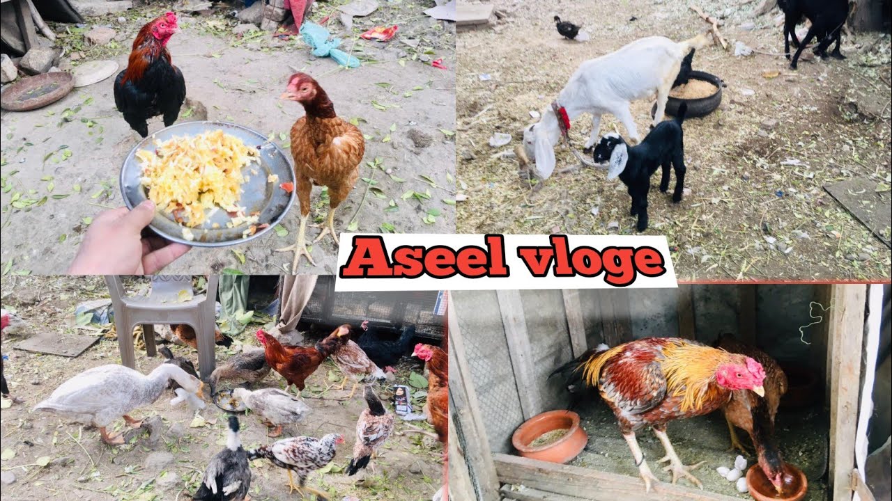 Aseel farm Daily vloge /#aseellover #aseelfarming #poultryfarming ...