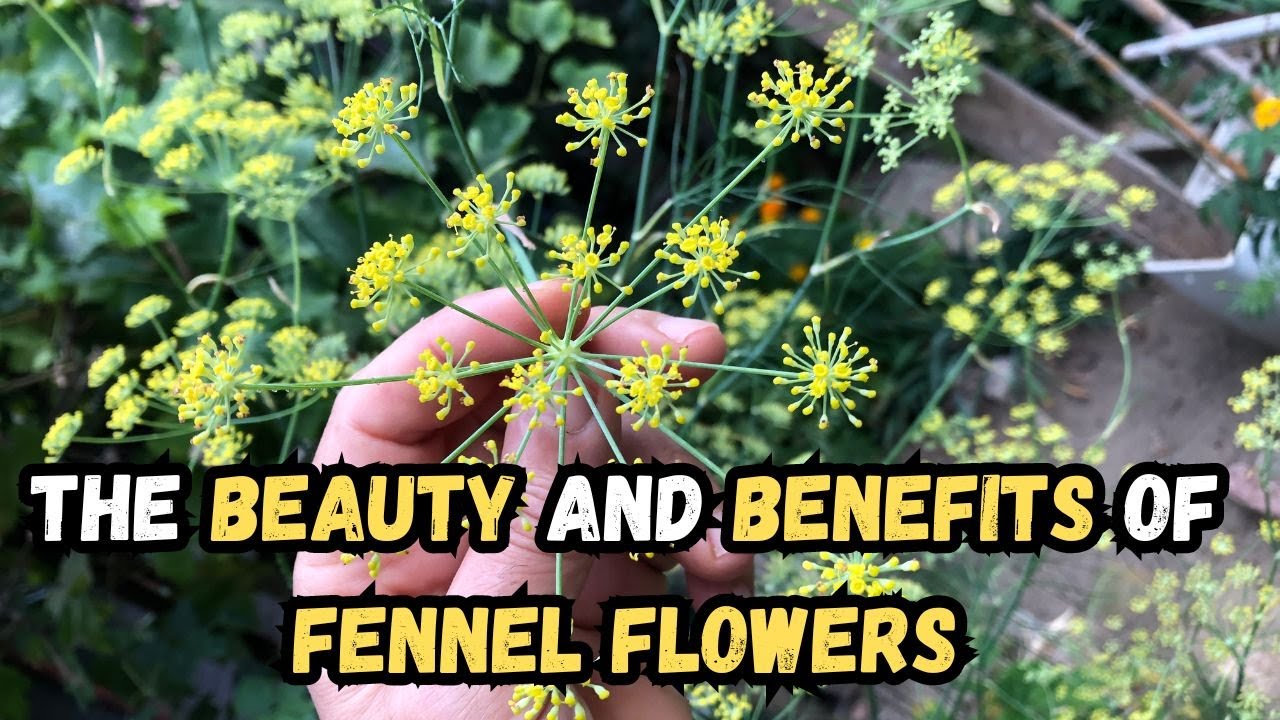 The Beauty and Benefits of Fennel Flowers 🌿💫 #fennel #flowers # ...