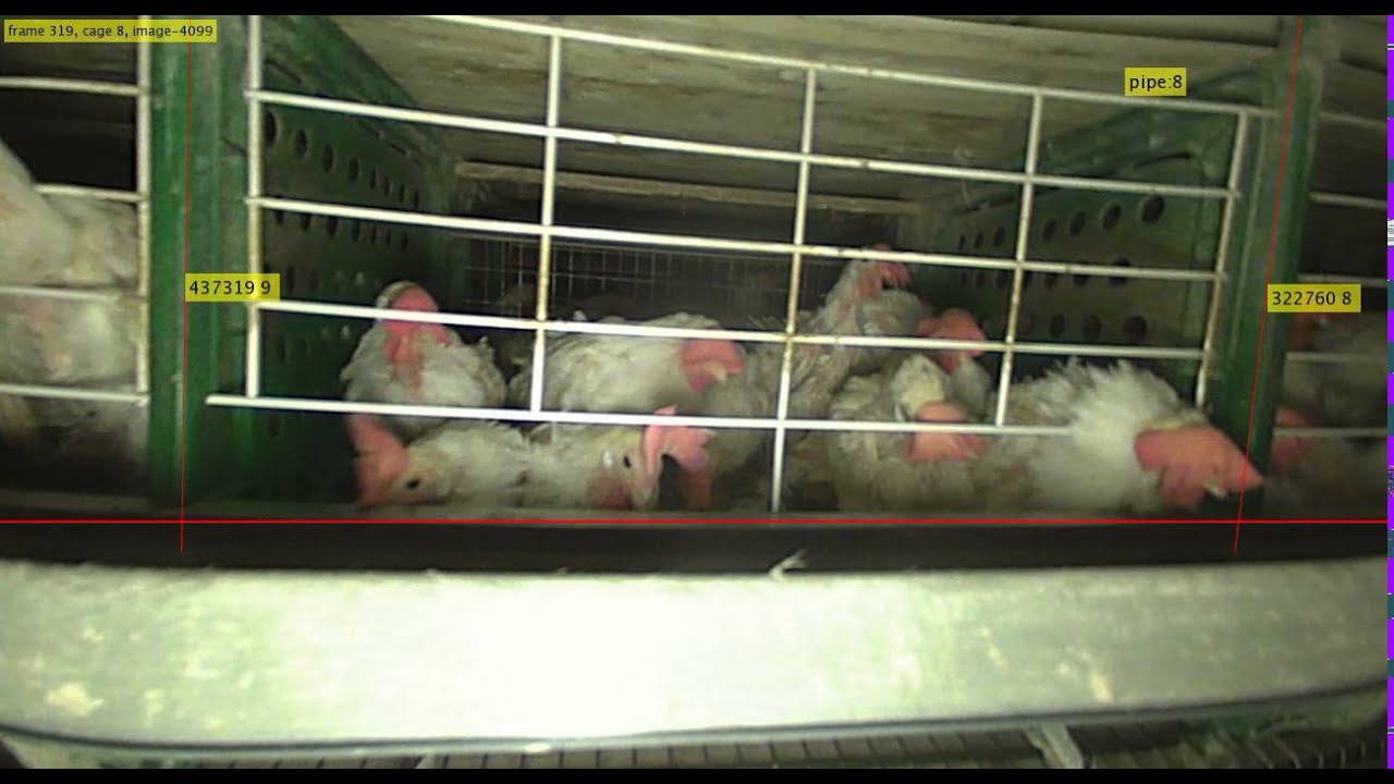 11-03-2015_12-11-31_1_Cage_8 - YouTube