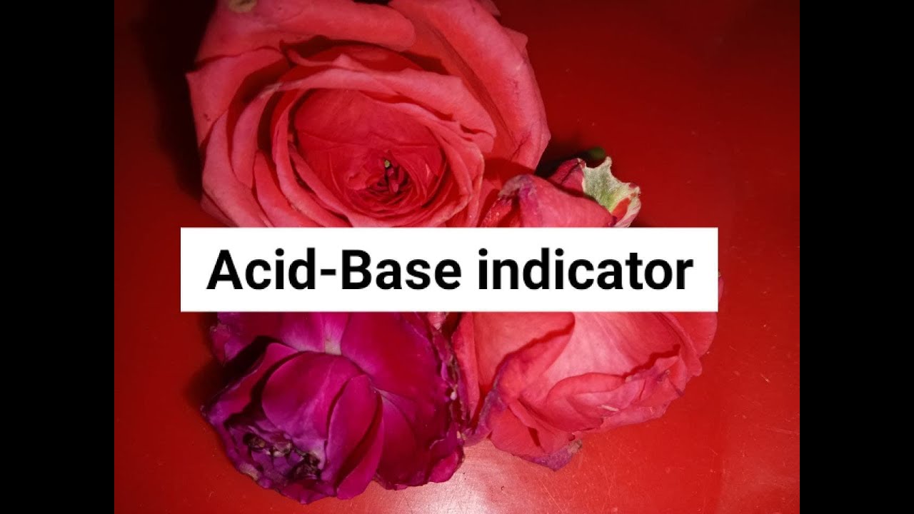 Rose Petal Extract As Acid-Base Indicator - YouTube
