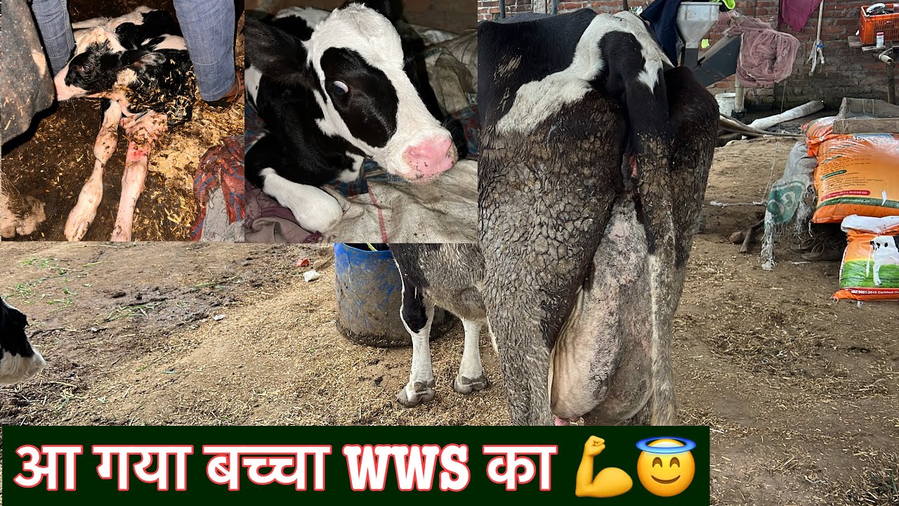 आ गया बच्चा WWS का 💪😇 calving cow Wws calf ANTARES BULL dairy farm ...