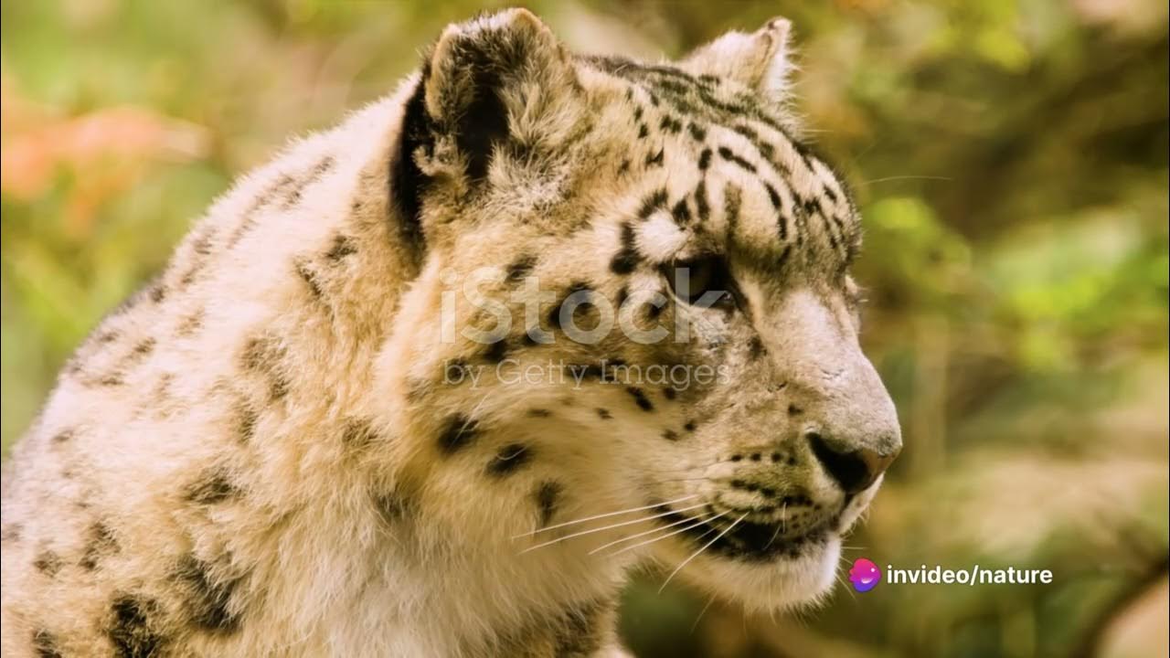 Snow Leopards: The Ghost Of The Mountains A Journey Through Time - YouTube