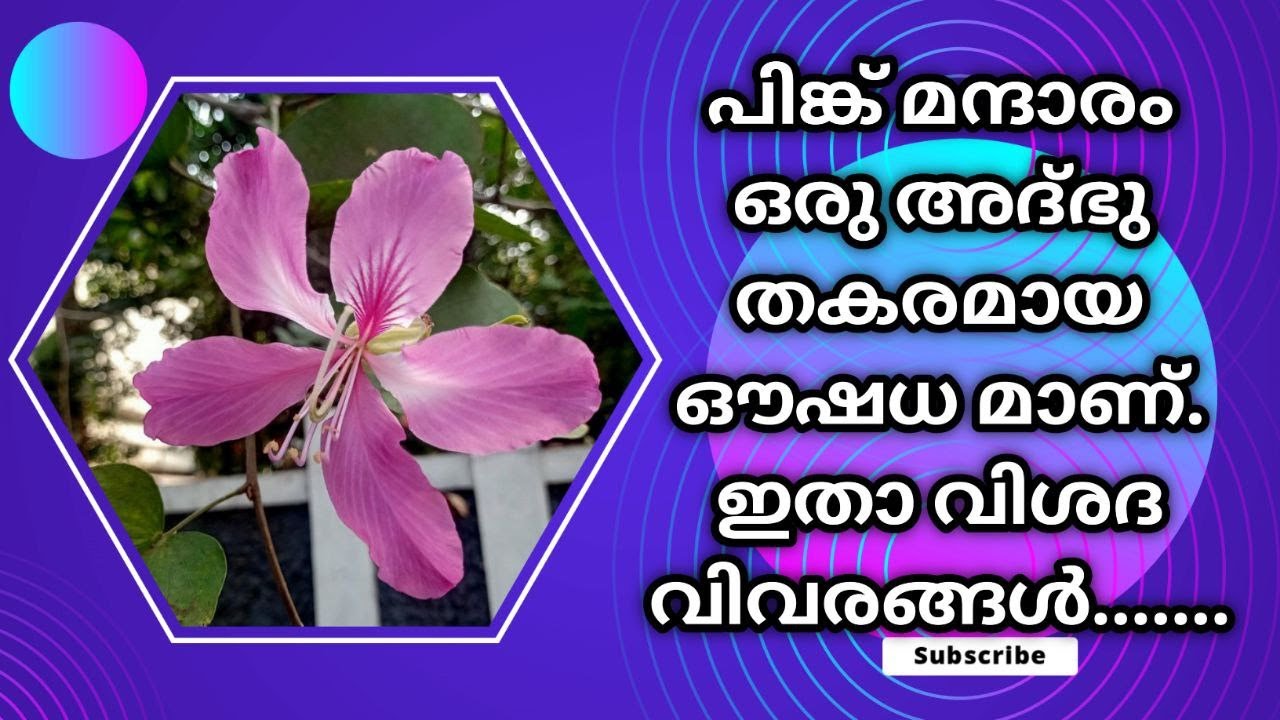 Complete Guide to Mandaram Pink Flower Planting & Care | Pests ...