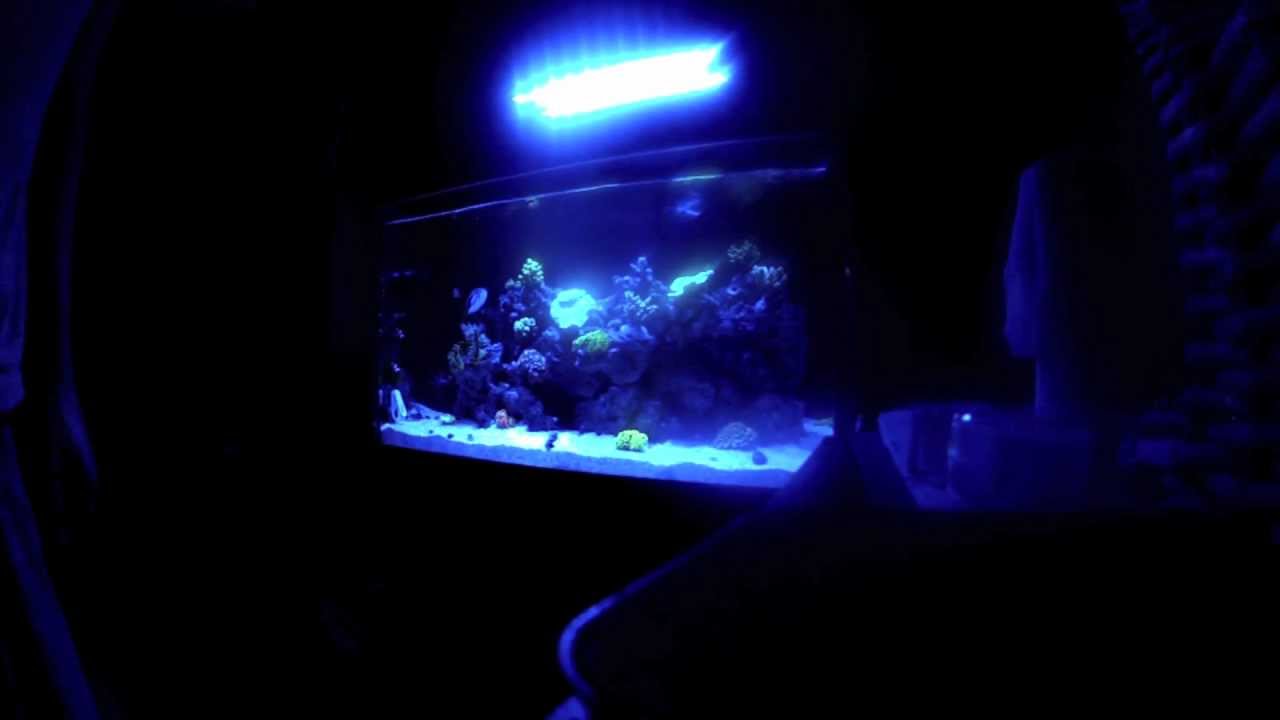 My 57 Gallon Rimless Reef Aquarium - YouTube
