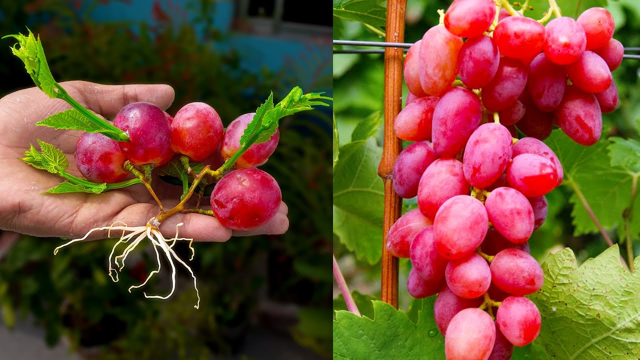 Grow a grape tree from the grape fruit || Easy step-by-step guide ...