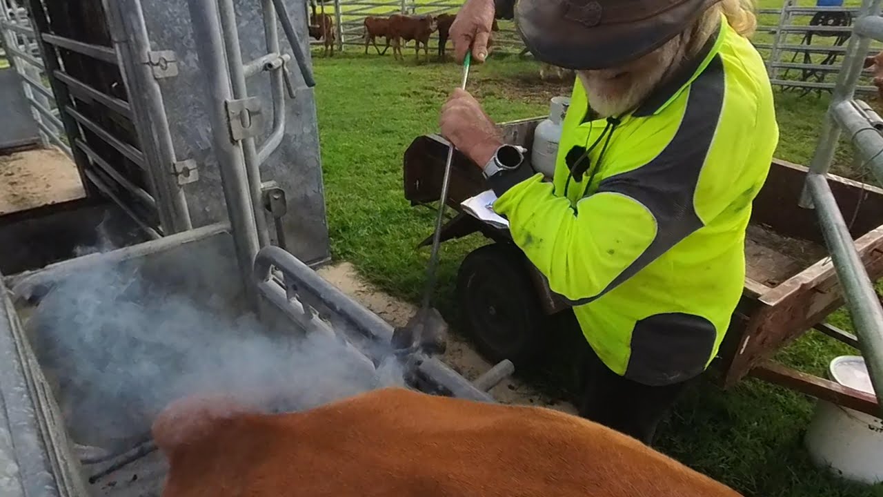 158 - Drought Master Calves- Branding and Fitting- NILS Tags 5. 12 ...