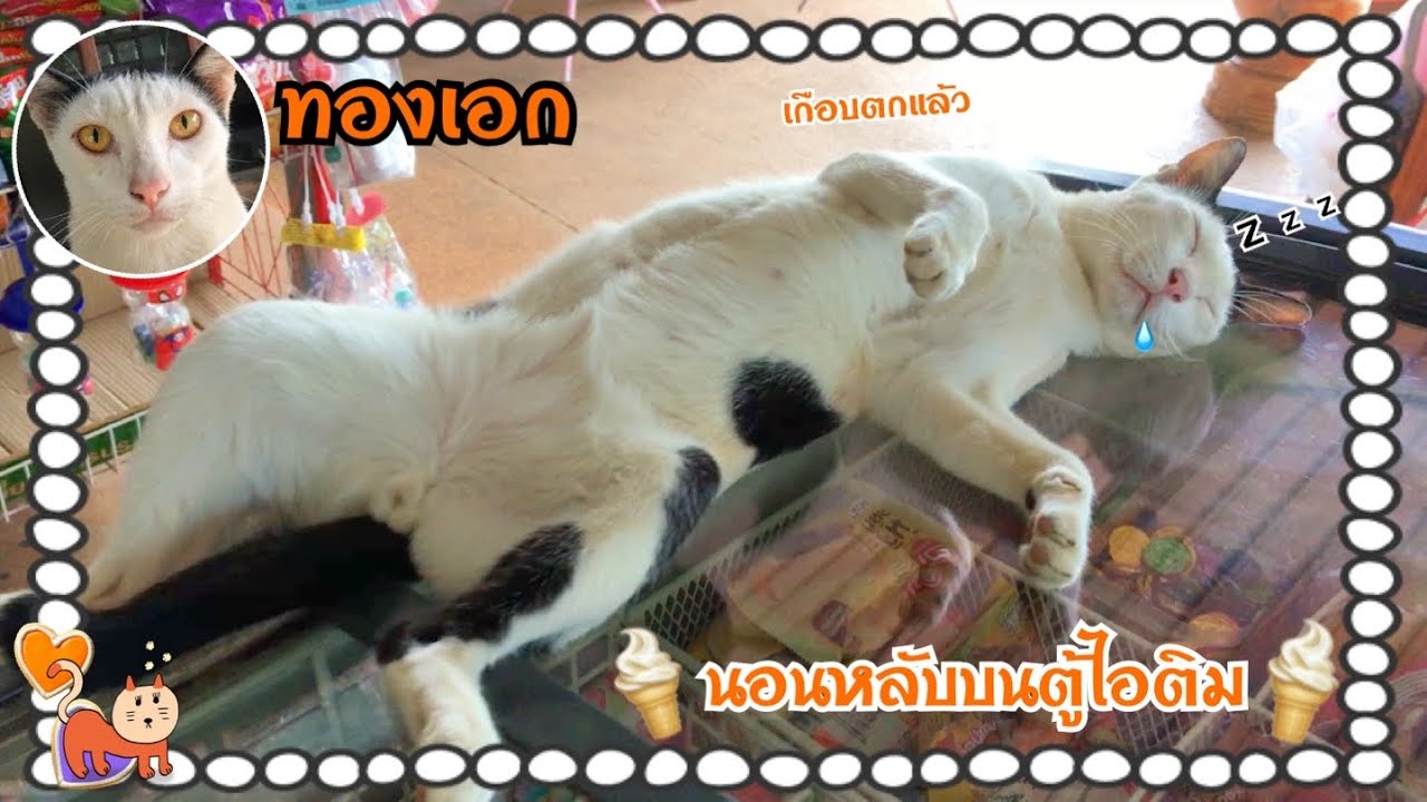 CAT || ทองเอกนอนหลับสนิทบนตู้ไอติม || Aui & Cat - YouTube