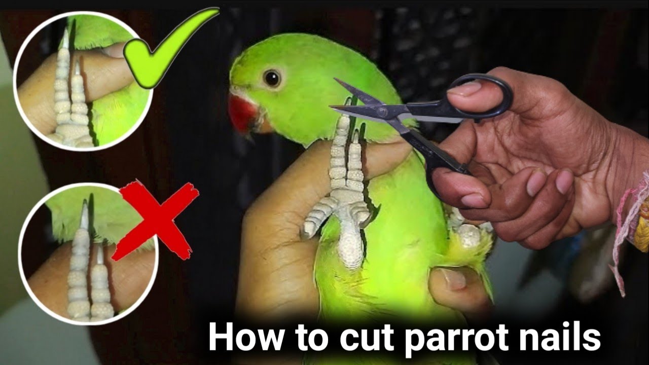 Parrot Ke Nails Kaise Kaaten || How to cut parrot nails - YouTube