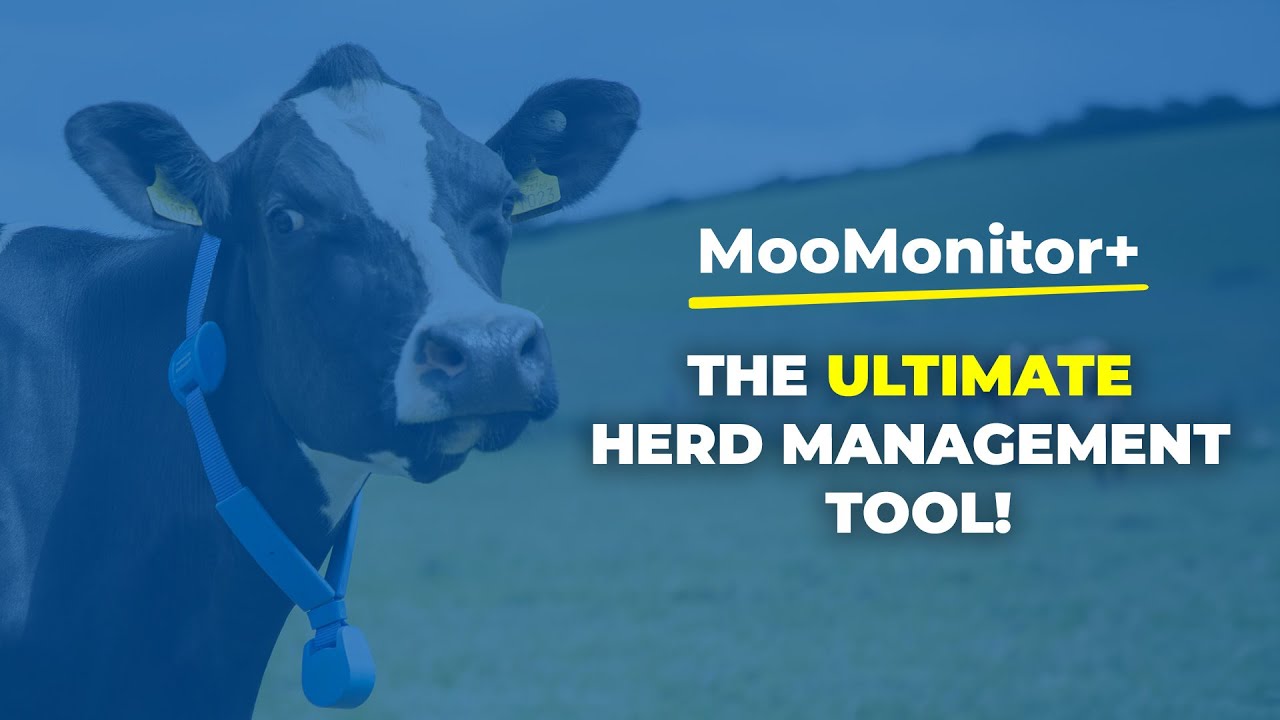MooMonitor+ The Ultimate Herd Management Tool - YouTube