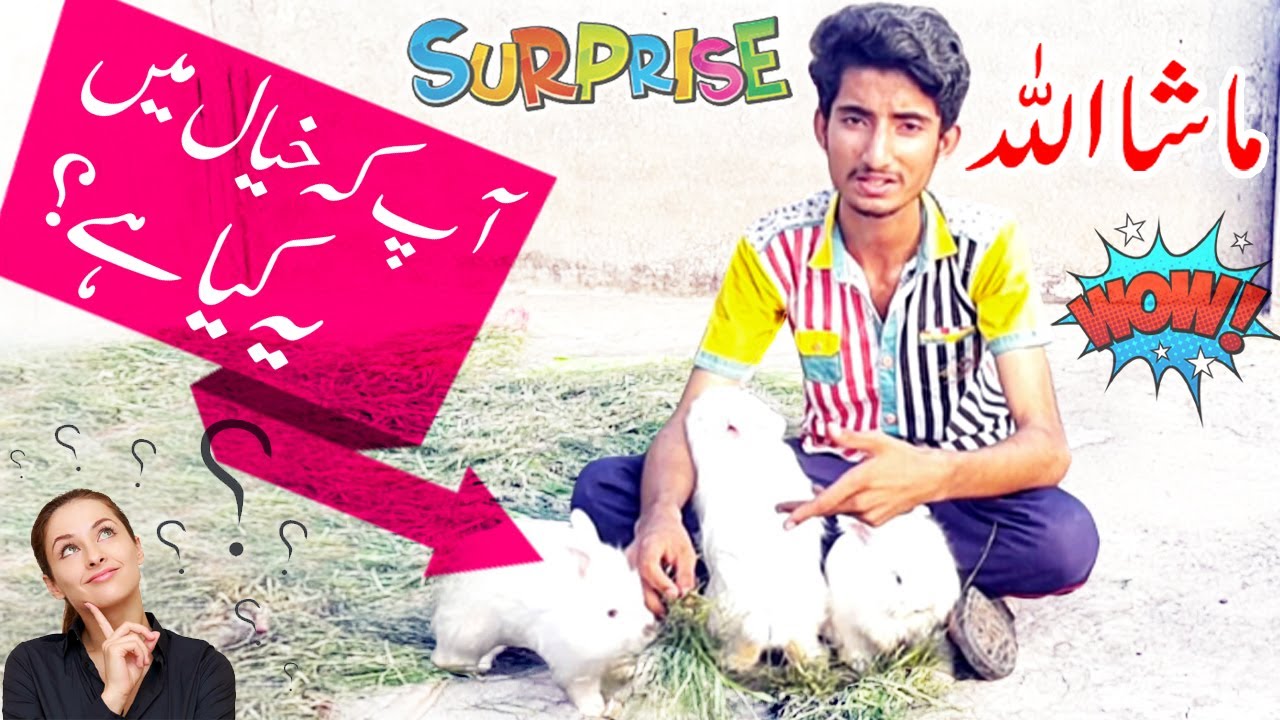 Daily vlog | daily routine | pets vlog | village life | my new rabbits ...