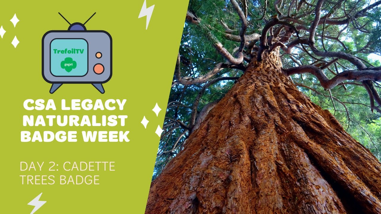 Trefoil Tv with Kaycee: Cadette: Trees Badge - YouTube