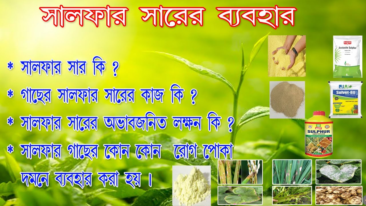 সালফার সারের কাজ ও কিভাবে ব্যবহার করবো। সালফার সারের অভাবজনিত লক্ষন ...