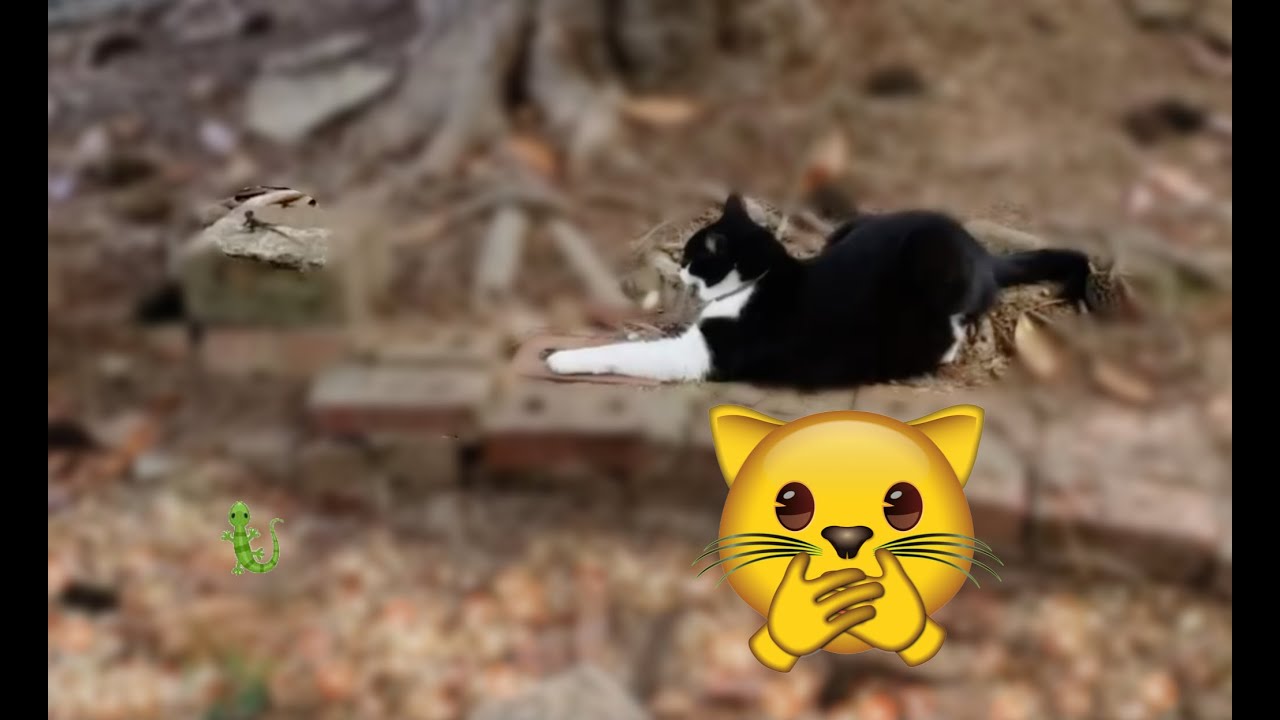 Cat vs lizard!!! - YouTube