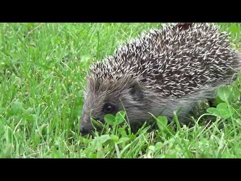 Hedgehog | Amazing & Dangerous Animal in The World | World Info #hedgehog