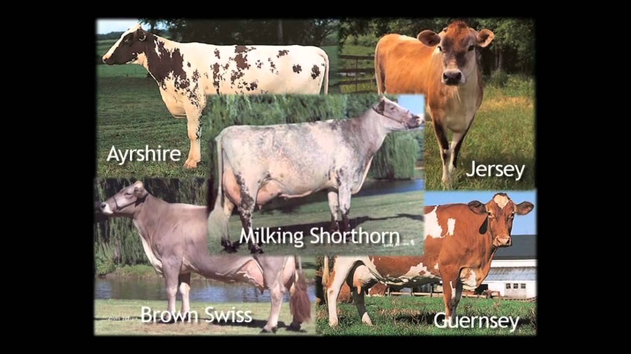All About Cows - YouTube