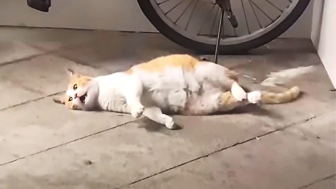 A Pregnant cat Collapses and Wails, and a girl allergic to cats decides ...