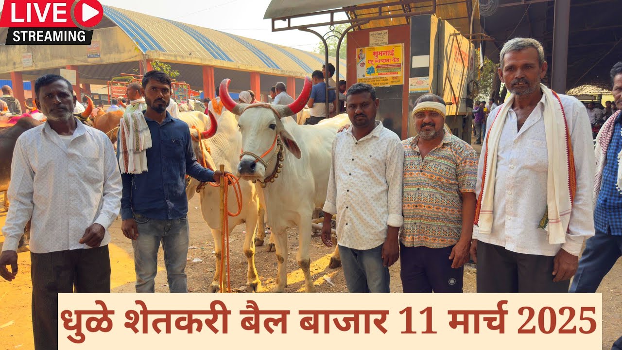 धुळे शेतकरी बैल बाजार live 🔴 11 मार्च 2025 || Dhule Bail Bajar #धुळे #शेतकरी - YouTube