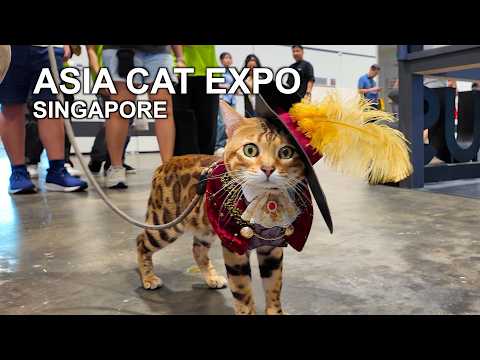 🐱 Asia Cat Expo 2026 Singapore | A Paradise for Cat Lovers
