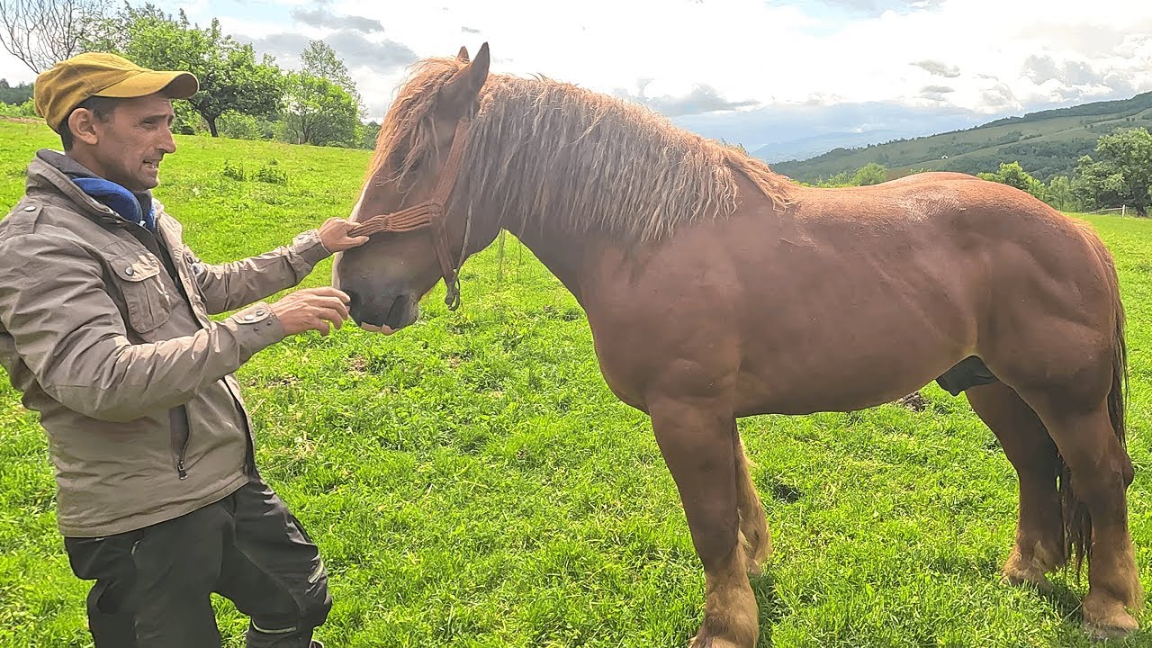 Gospodaria si caii lui Guia Gheorghe din Berbesti, Maramures - YouTube