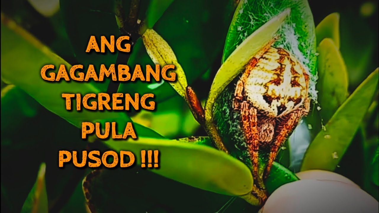 TIGRENG PULA PUSOD !!! - YouTube