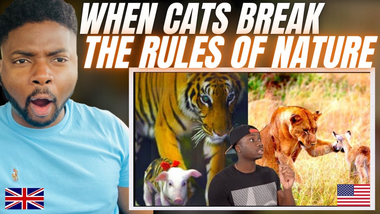 WHEN CATS BREAK THE RULES OF NATURE! - Brit Reacts - YouTube