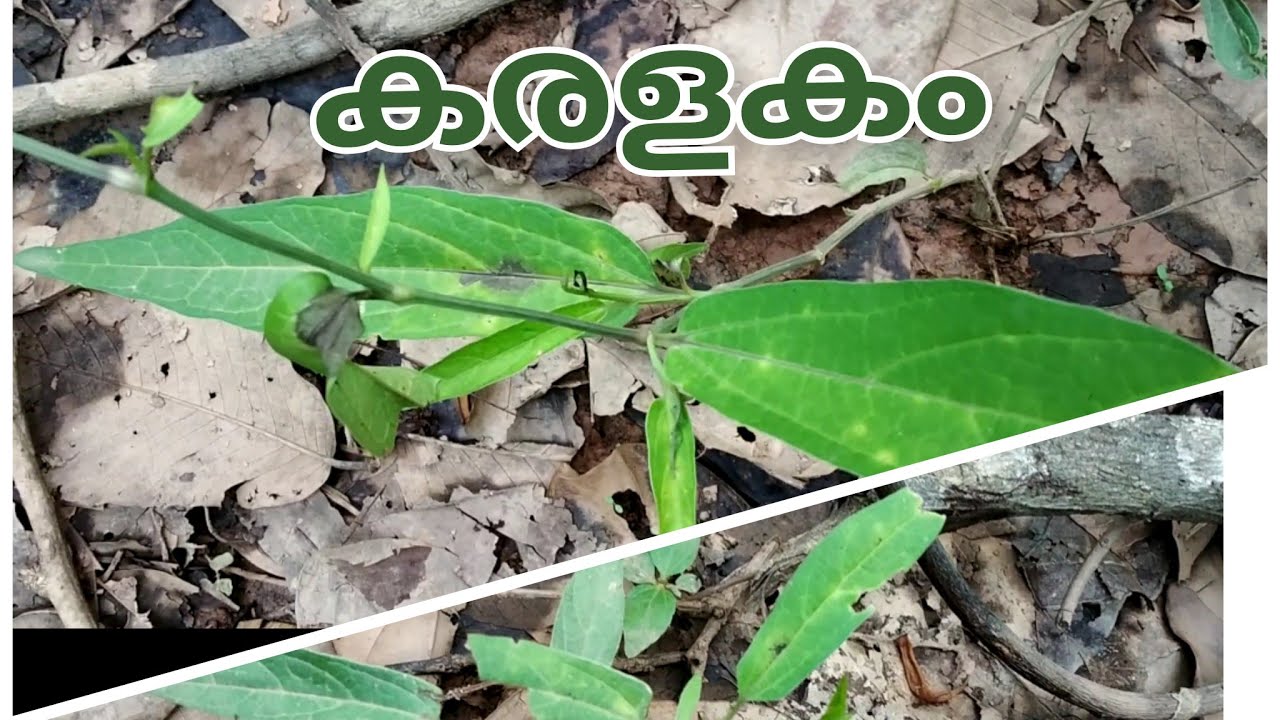 മഴയ്ക്കു ശേഷം ⛈️☔☔💦 കിളിർത്ത കരളകം, #കർളകം #karlakam #Karalakam # ...