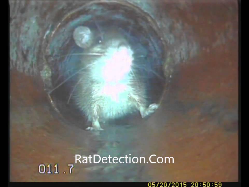 Rat Hackney - YouTube