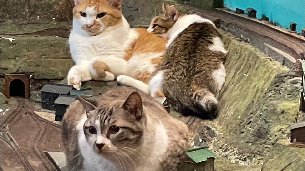 Your support will save cats' lives. - YouTube