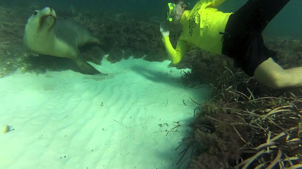 Rottnest Island Sea Lions - YouTube