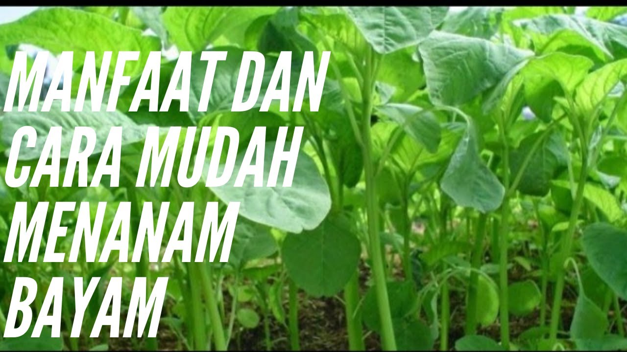 CARA LENGKAP MENANAM BAYAM DARI BIBIT SAMPAI PANEN - YouTube