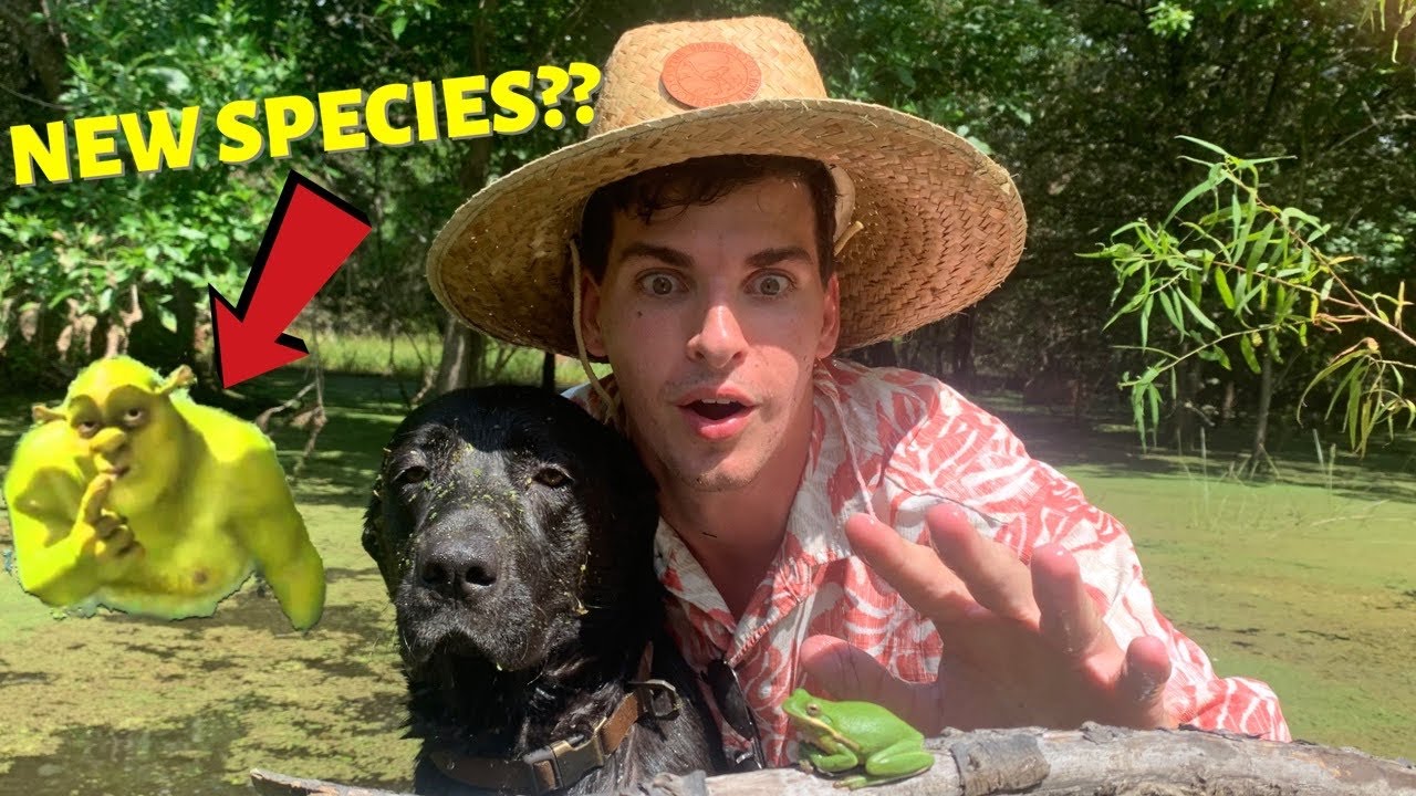How to Find and Catch Green Tree Frogs (In SHREKS SWAMP!?) *creature ...
