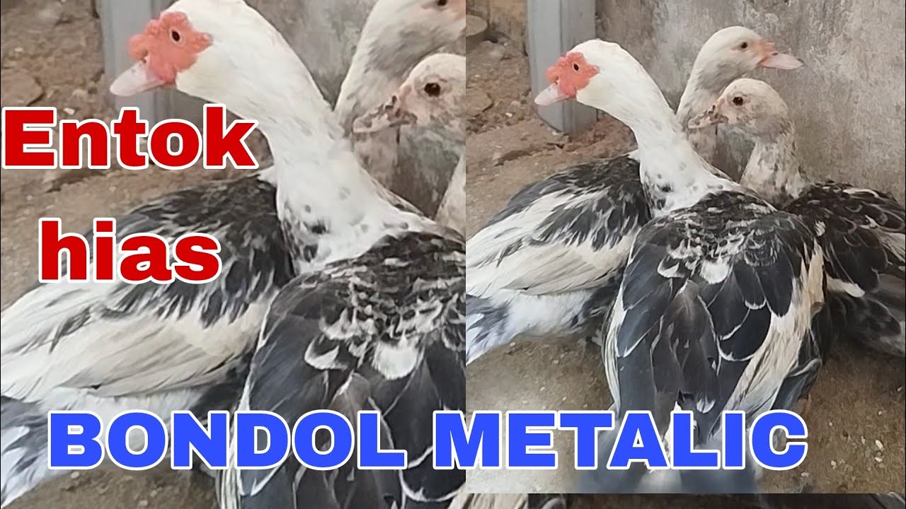 Entok hias #entokhiasa#bondolmetalik#entokjumbo - YouTube