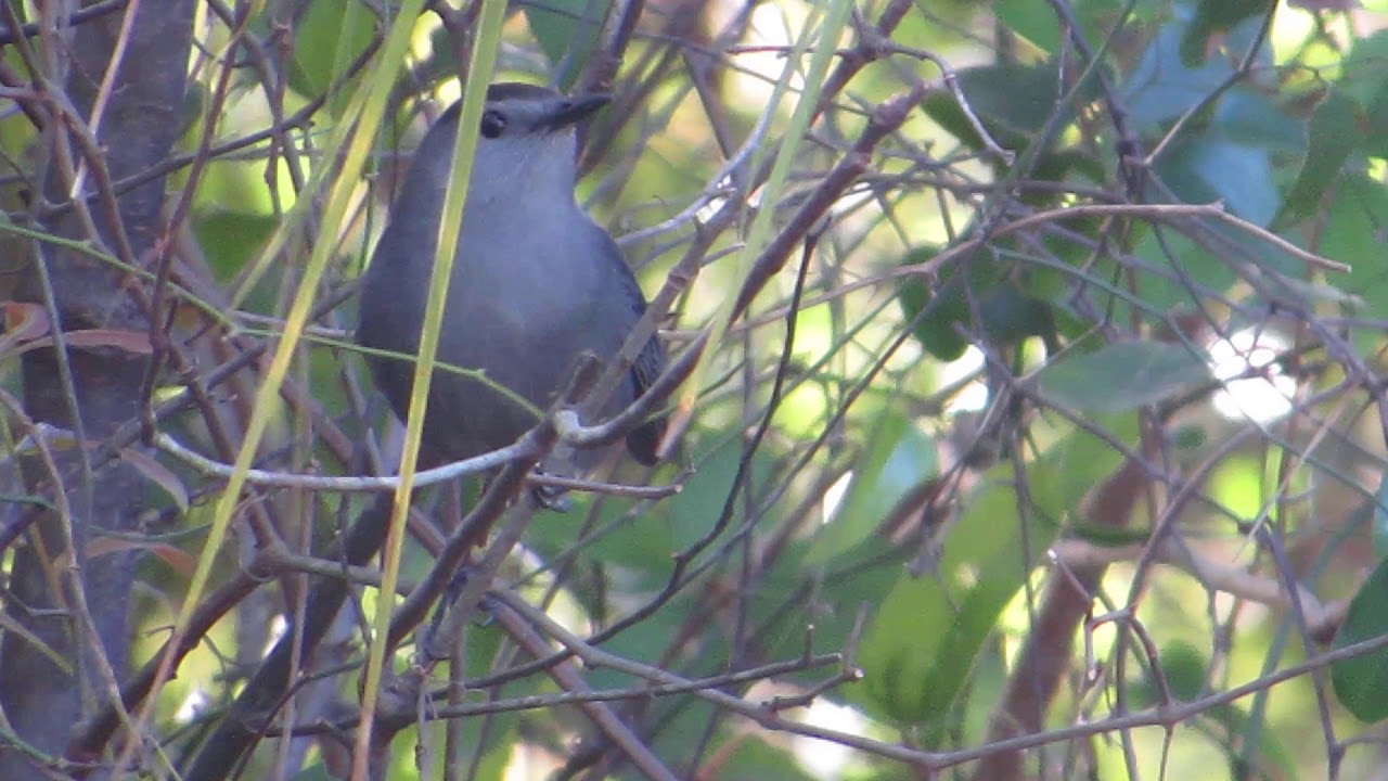 Cute little Blue Gray Catbird in the brush so cute!! Love these tiny ...