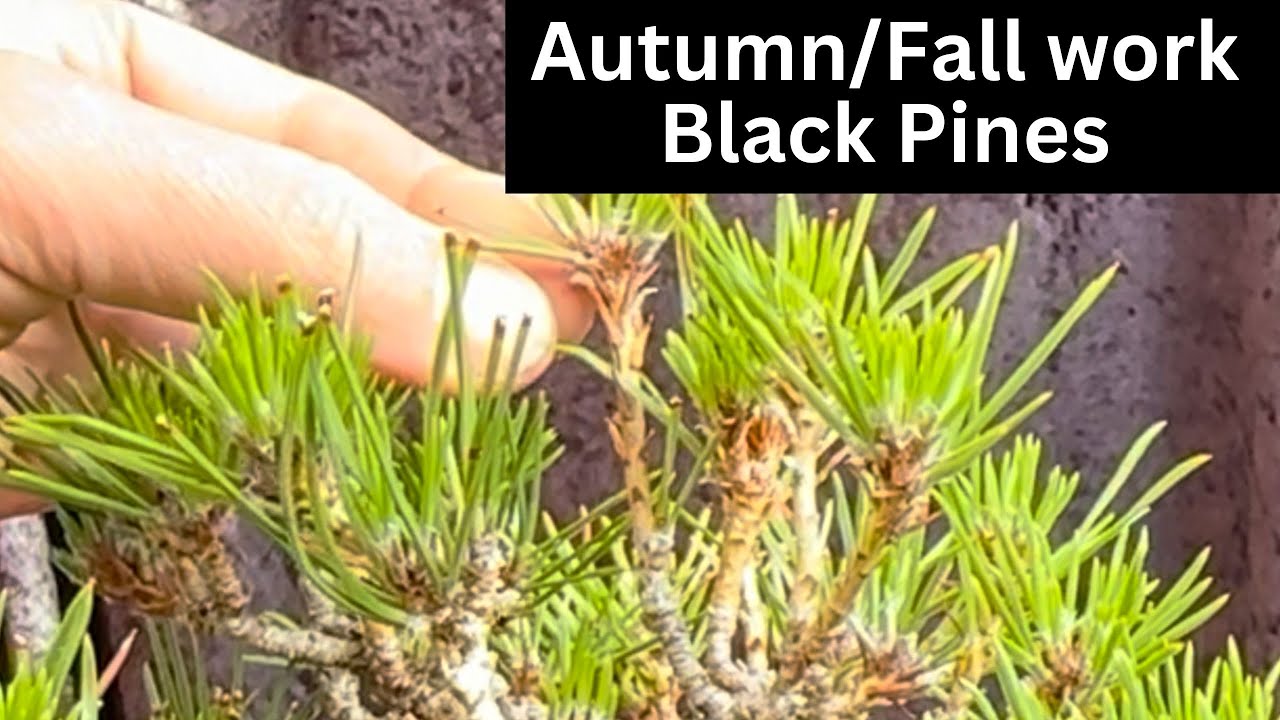 What to do in Autumn/Fall Japanese Black Pine Bonsai needle plucking ...