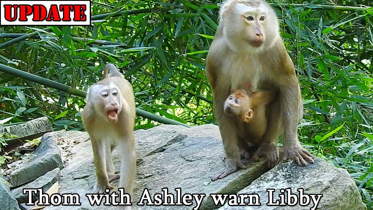 Why hit young mom Libby chase away? Old Ashley and Tom strong warn hit ...