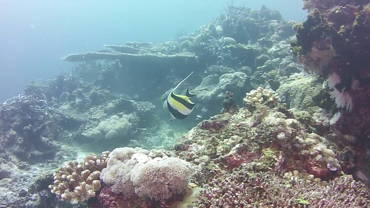 Diving Pemba 20-24 March 2017 - YouTube