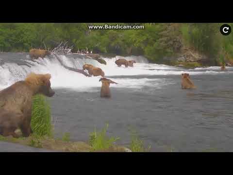 P3 bears galore! Id them if you can :) 7/7/18 - YouTube
