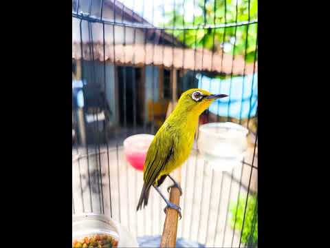 PUTAR VIDIO SETIAP MALAM 100%CEPAT MASUK