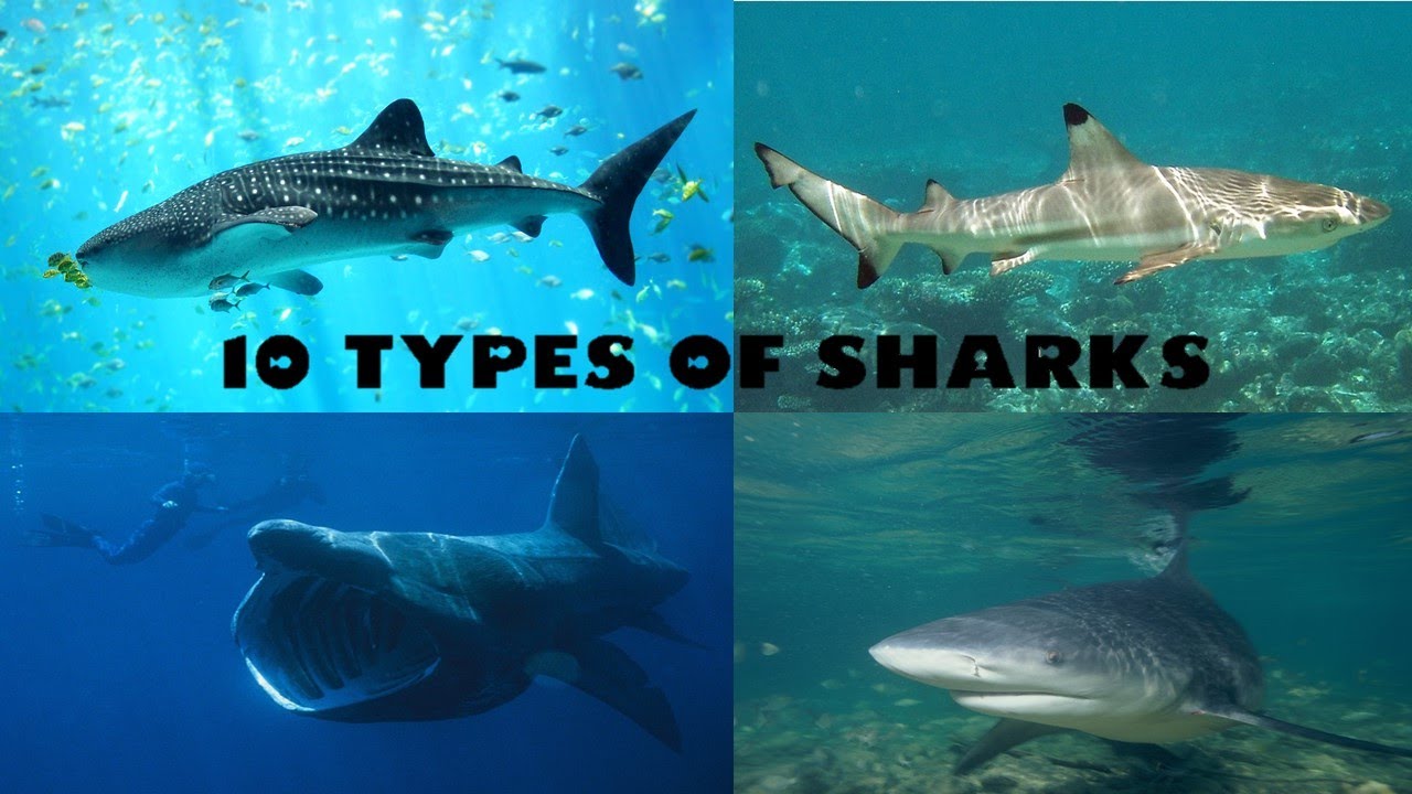 23 Types Of Sharks Shark Facts Types Of Sharks Specie - vrogue.co 23 Types Of Sharks Shark Facts Types Of Sharks Specie - vrogue.co