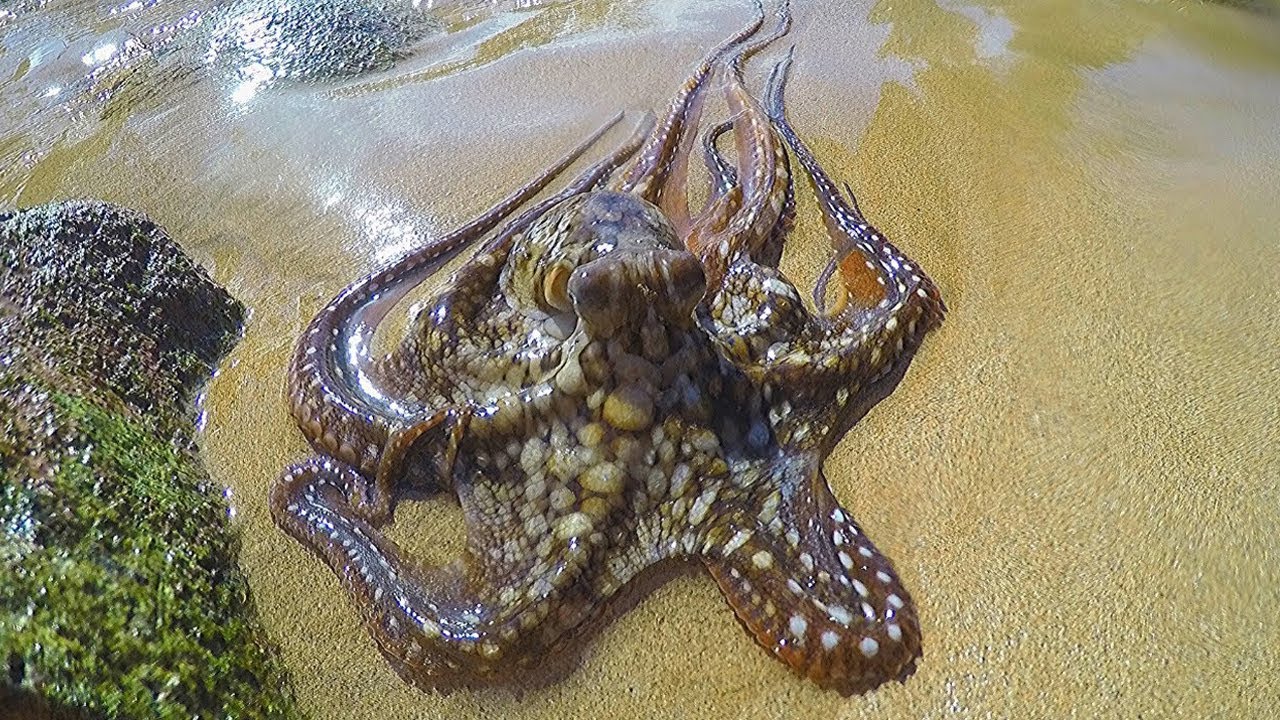 Cooking Squid At the Beach - Squid Recipe on Sand - YouTube