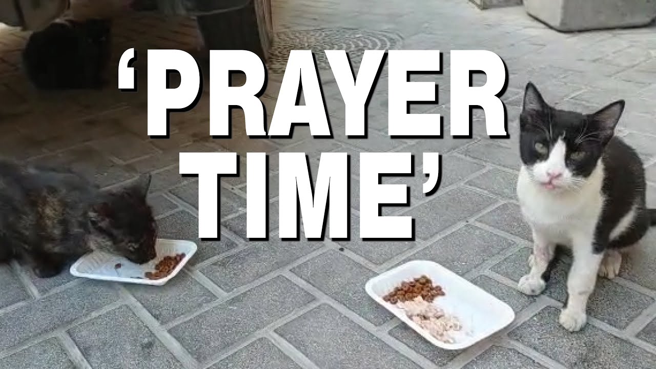 Hungry HOMELESS CATS Hear Prayer While Eating - YouTube